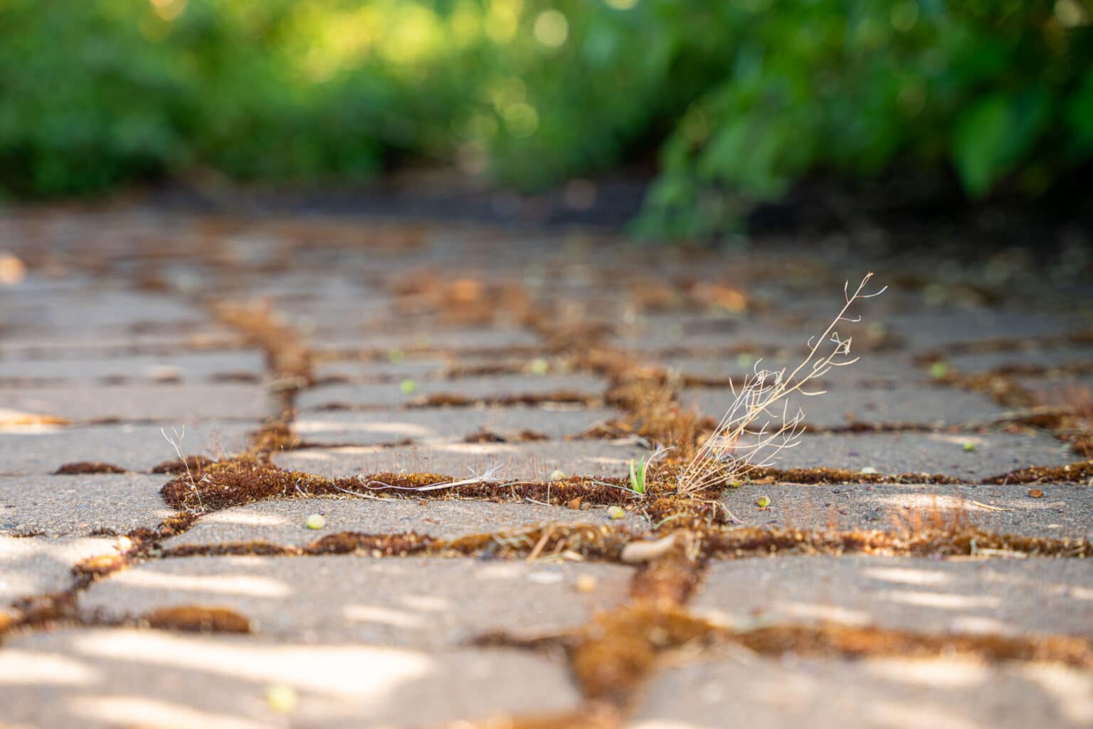Regular Dry Sand vs. Polymeric Jointing Sand: Which Is Better?